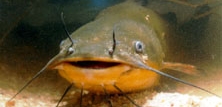 Fisk